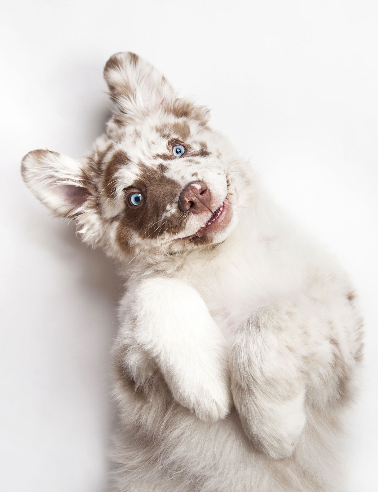 Our Story CITYDOGs Downtown Kansas City Dog Park